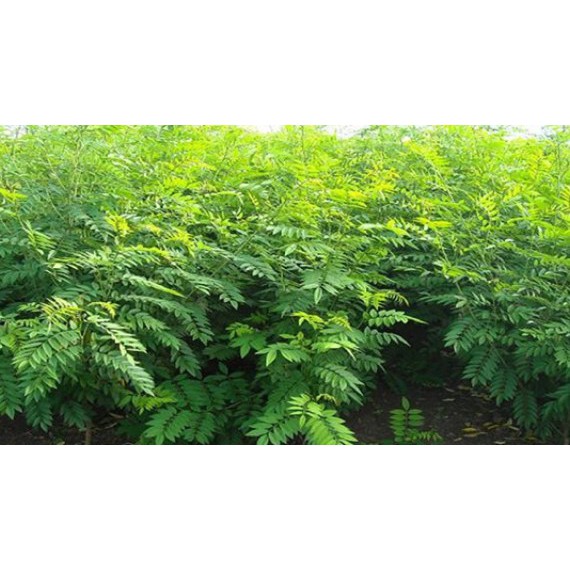Jual Daun indigofera segar | Shopee Indonesia