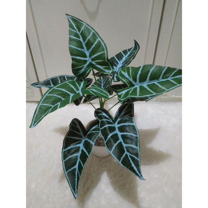 Jual Daun hijau tapal kuda Pot 12 artificial | Shopee Indonesia