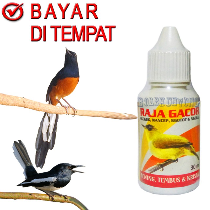 Jual RAJA GACOR VITAMIN BURUNG KICAU MURAI KACER IJO LOVE BIRD ANIS ...
