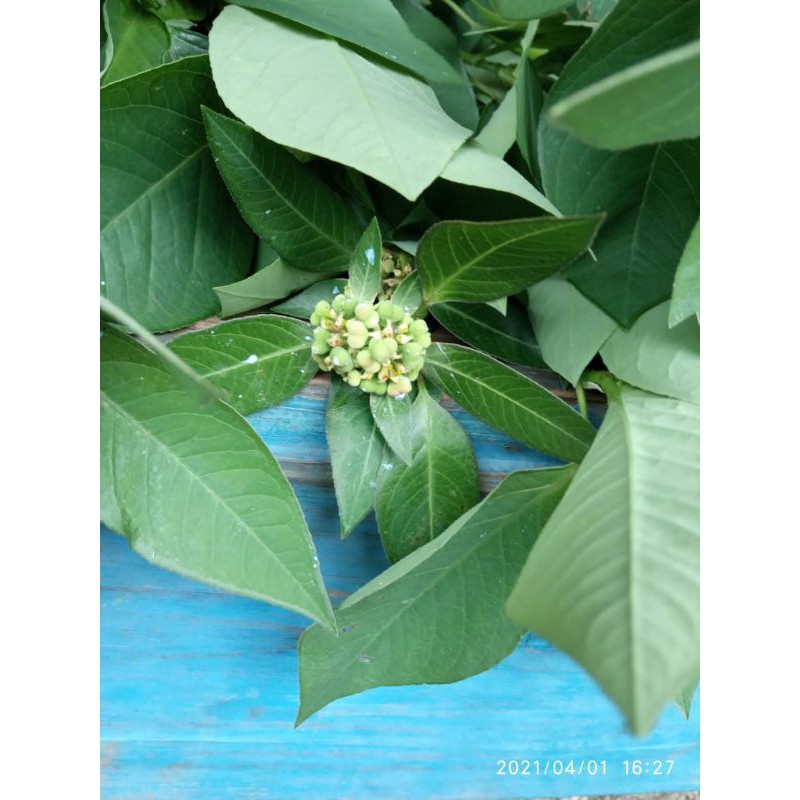 Jual Daun Kate Mas segar Atau Daun Patik Mas Per 1 kg | Shopee Indonesia