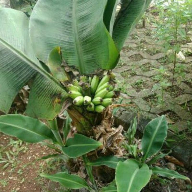 Jual Biji Benih Tanaman Pisang Mini Berazil / Benih Pisang / Pisang ...