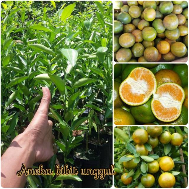 Jual Bibit buah jeruk BW jeruk manis | Shopee Indonesia