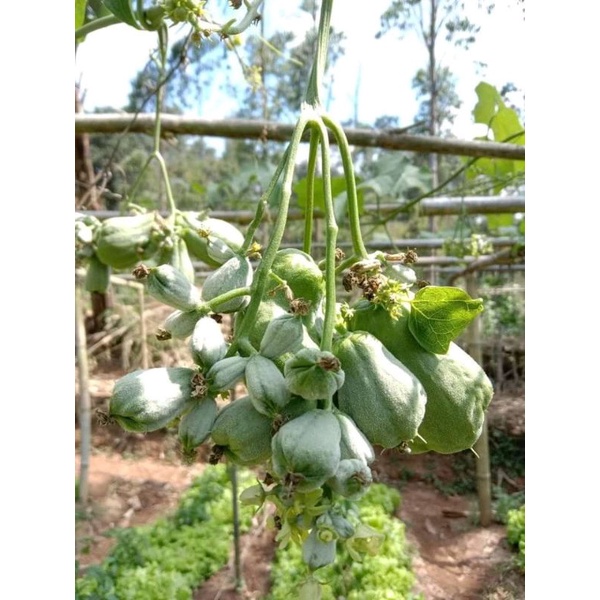 Jual BIBIT LABU SIAM ANGGUR/LABU SIAM/LABU JEPANG/LABU BEBY/LABU SUPER ...