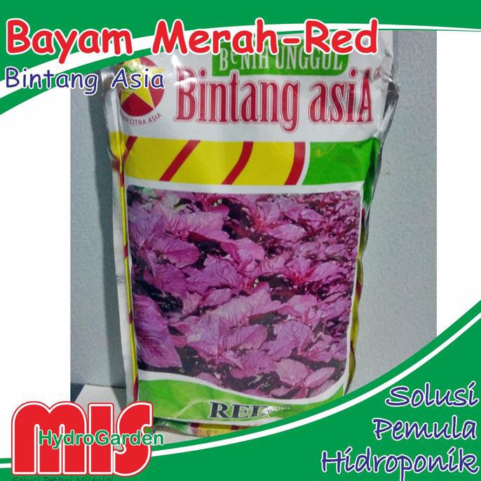Jual Produk Ready Benih Bayam Merah 500Gr Bintang Asia-Bibit Sayur ...