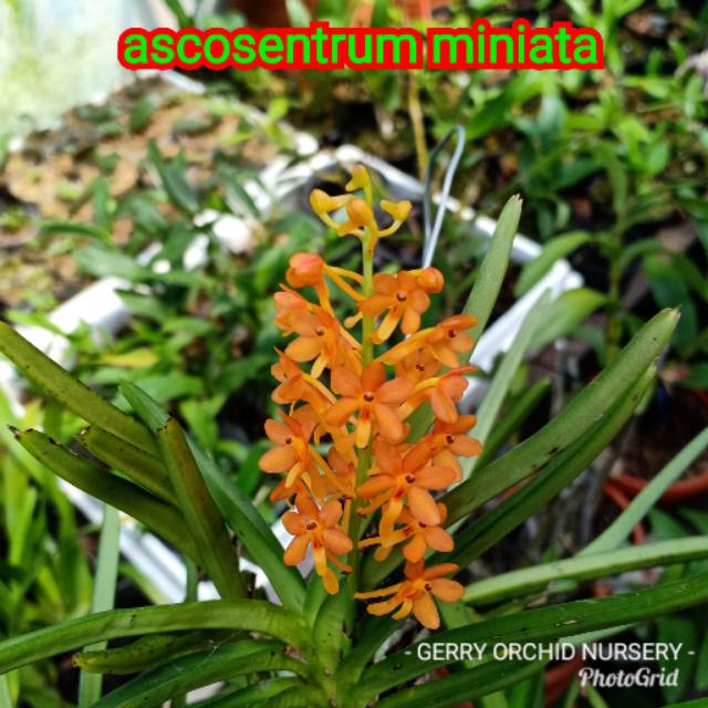Jual anggrek ascosentrum miniata vanda mini | Shopee Indonesia