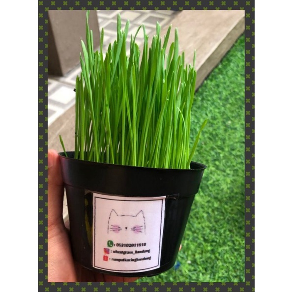 Jual RUMPUT KUCING SIAP PANEN (Wheatgrass, Rumput Gandum, Rumput Kucing ...