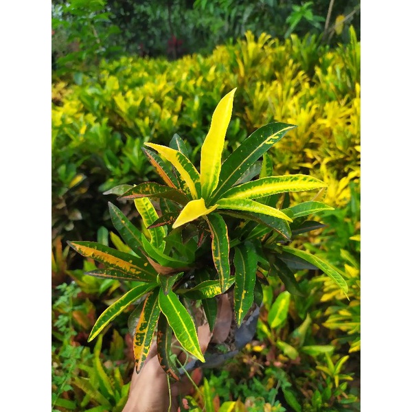 Jual Bunga Puring Cabai Kuning Cantik Tanaman Hias Outdoor Segar Puring ...