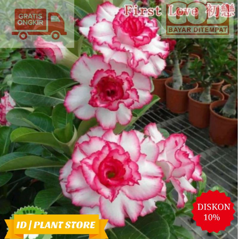 Jual Bibit adenium bunga tumpuk first love-kamboja jepang adenium ...