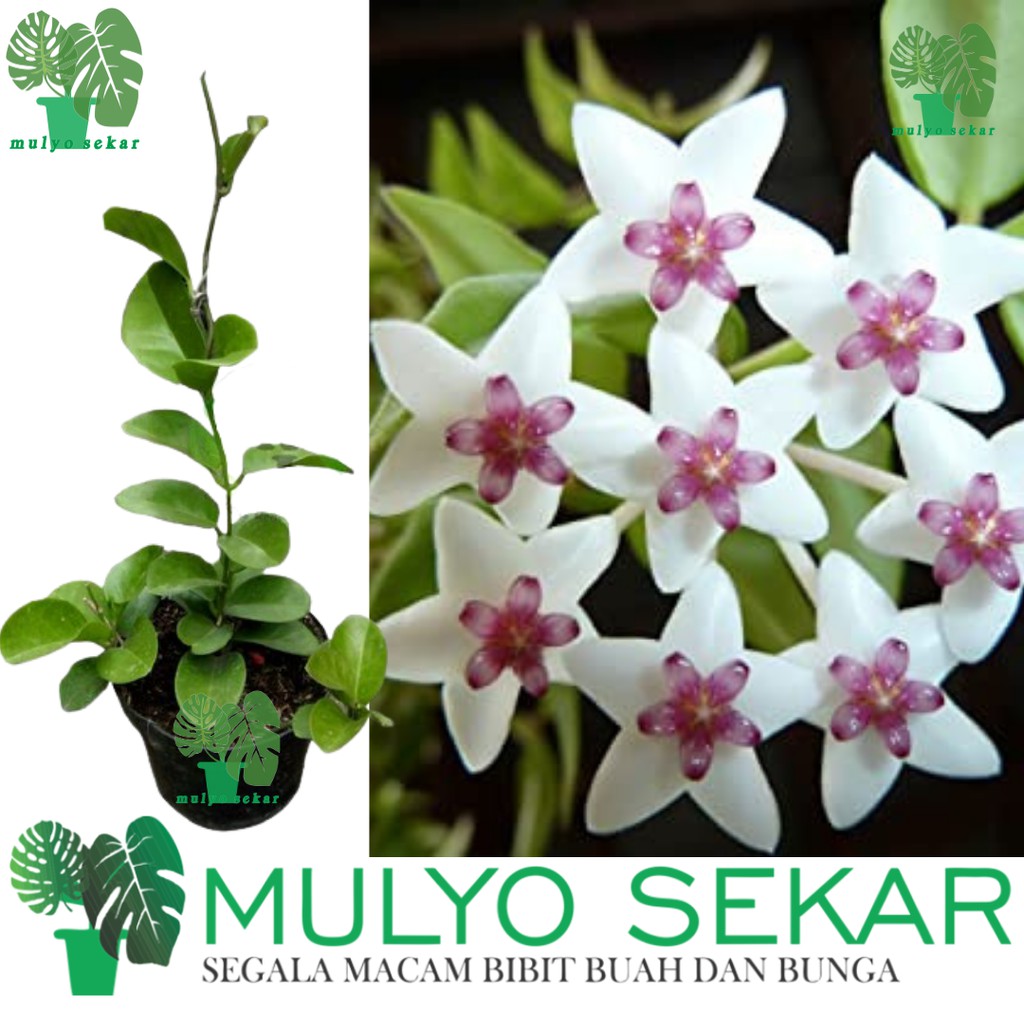 Jual Tanaman merambat Hoya Putih - bibit tanaman hidup | Shopee Indonesia
