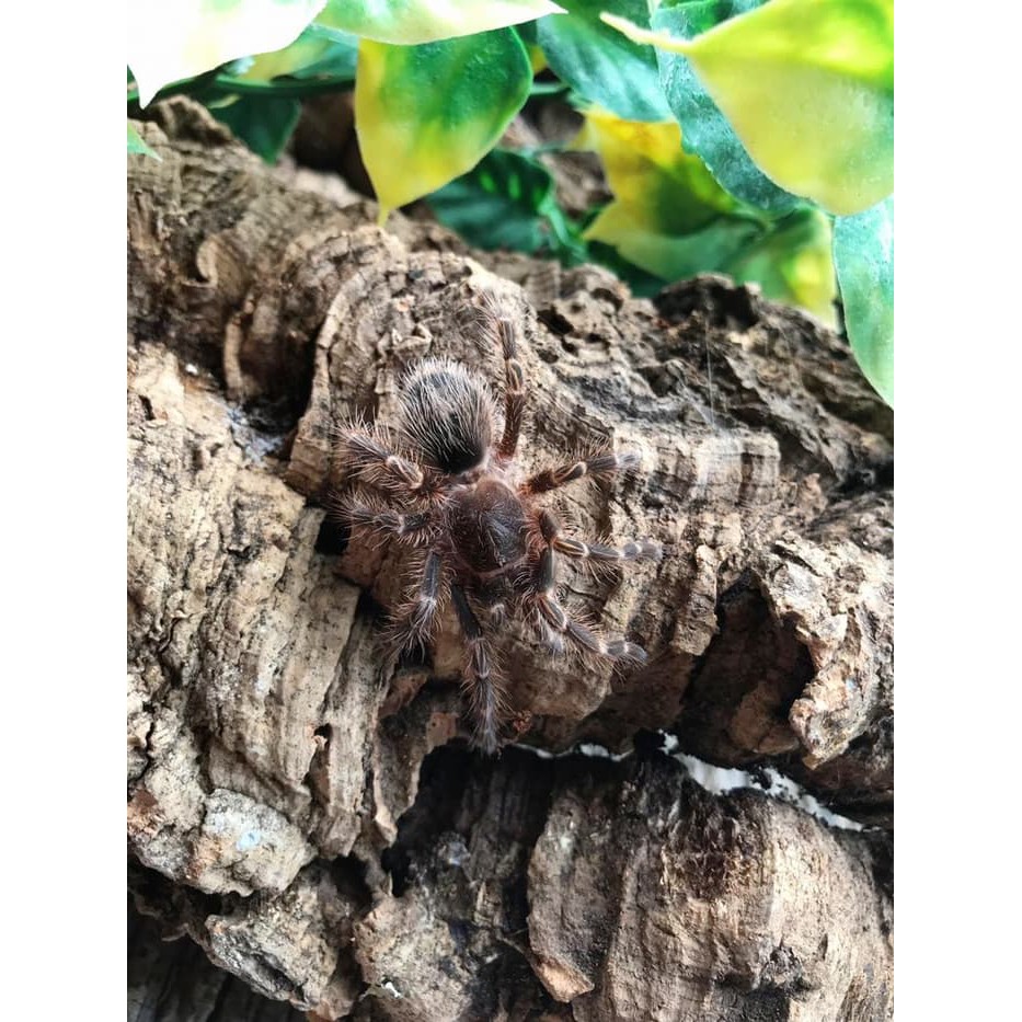 Jual Jual Grammostola Pulchripes Juve Tarantula Murah | Shopee Indonesia