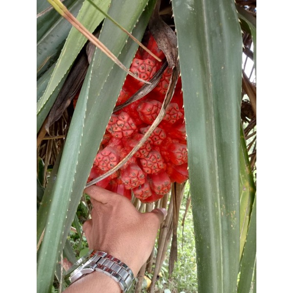 Jual Buah pandan pantai/pandan duri/pandan samak | Shopee Indonesia