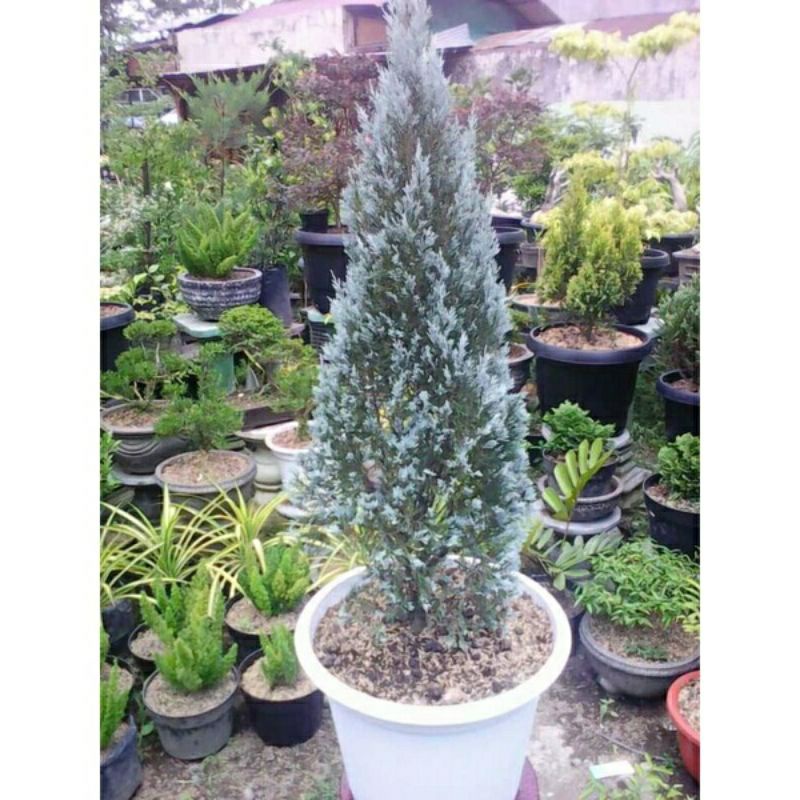Jual BIBIT CEMARA SALJU TINGGI 50-70CM | Shopee Indonesia