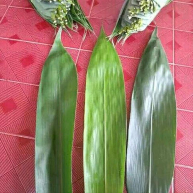 Jual DAUN BAMBU SEGER BUAT. BUNGKUS BACANG/BAKCANG/KICANG PER LMBAR ...