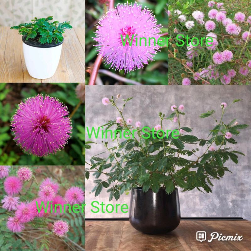 Jual Bibit Benih Bunga Putri Malu (10 Butir) | Shopee Indonesia