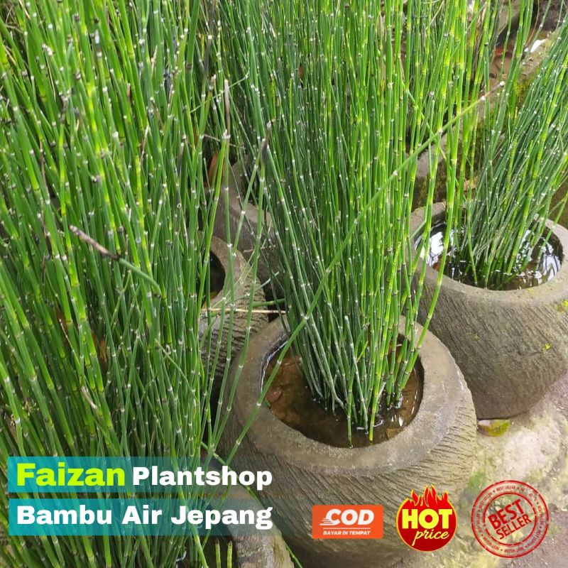 Jual tanaman bambu air | tanaman hias bambu air jepang | Shopee Indonesia