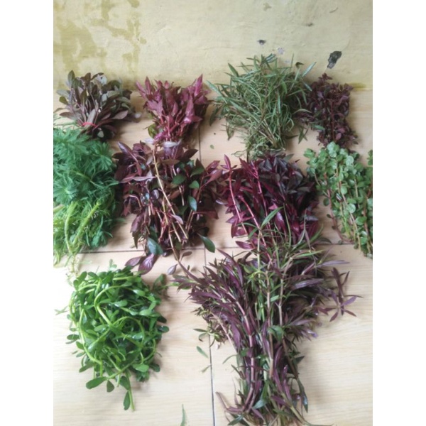 Jual paket hemat (100 batang mix tanaman aquascape ) | Shopee Indonesia Jual paket hemat (100 batang mix tanaman aquascape ) | Shopee Indonesia