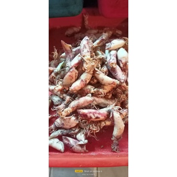 Jual cumi jarum (cumi telur) sedang | Shopee Indonesia