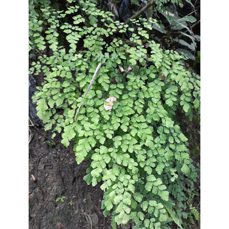 Jual super rimbun..!!! Bibit Suplir jumbo Tanaman hias Suplir | Shopee ...