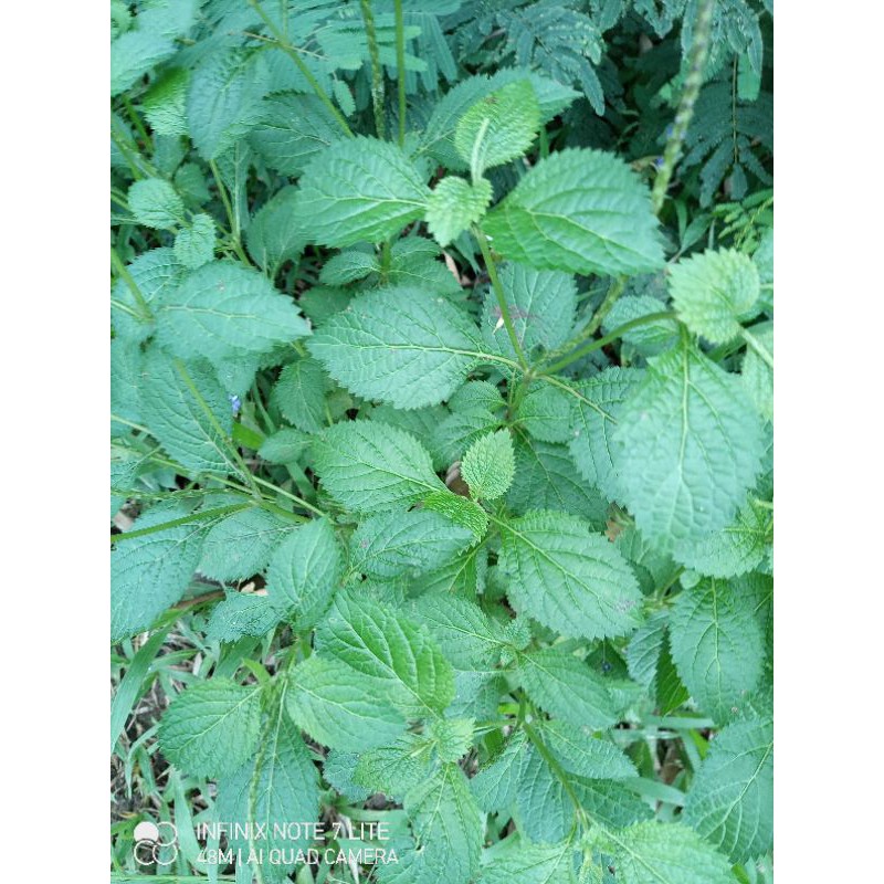 Jual daun pecut kuda atau jarong pres segar 1kg | Shopee Indonesia