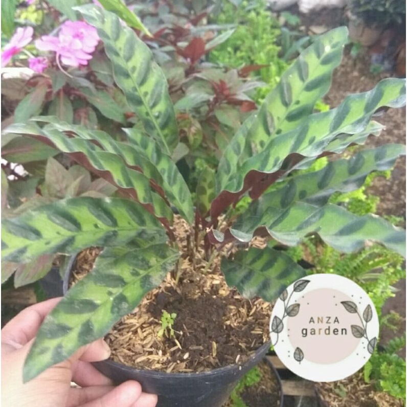 Jual Tanaman Calathea Alberto MARANTA EKOR AYAM Tanaman Penghias Meja ...