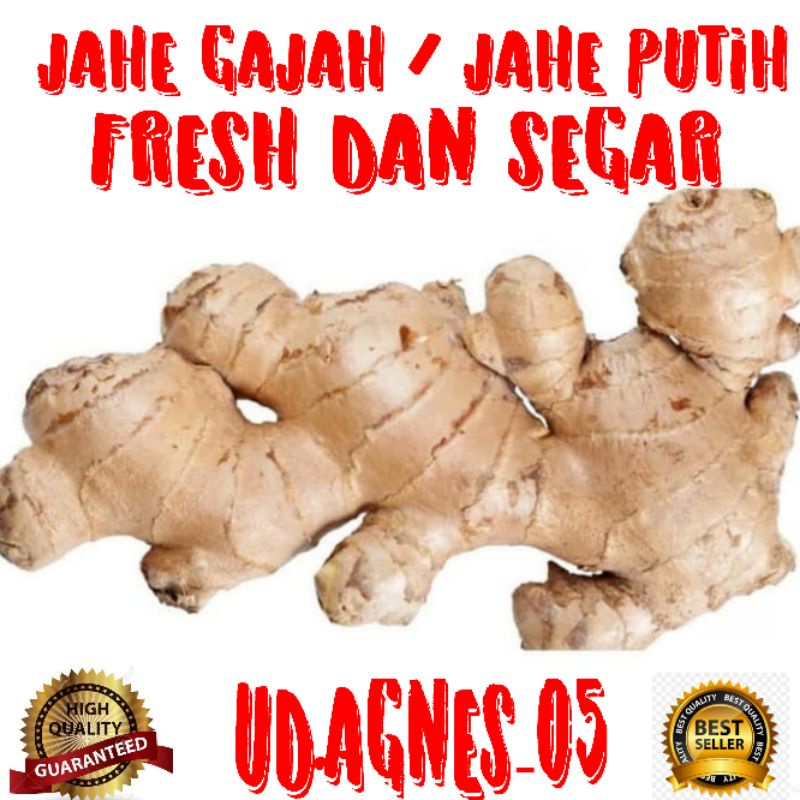 Jual Jahe gajah / jahe putih segar 1kg | Shopee Indonesia