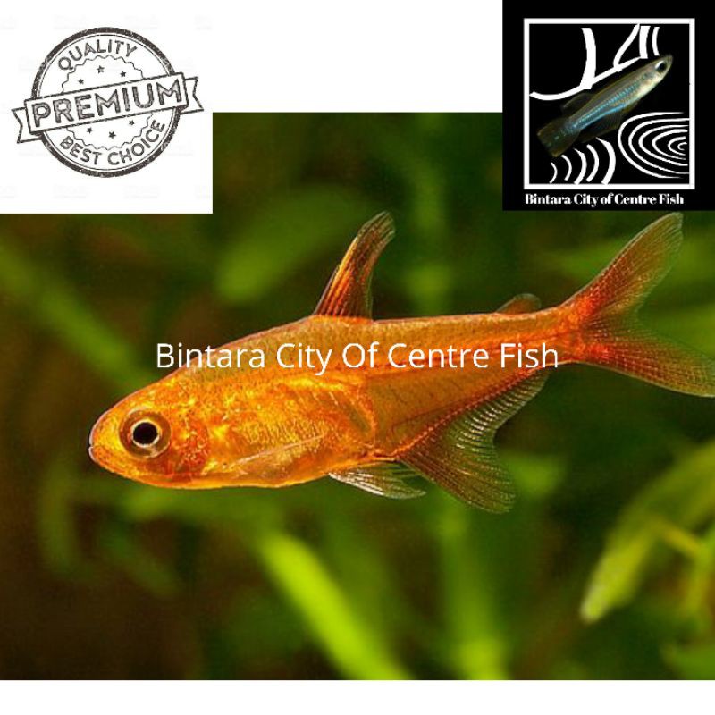 Jual Ikan Amandae / Ember, size 1,8-2cm (M), min order 50 ekor | Shopee ...