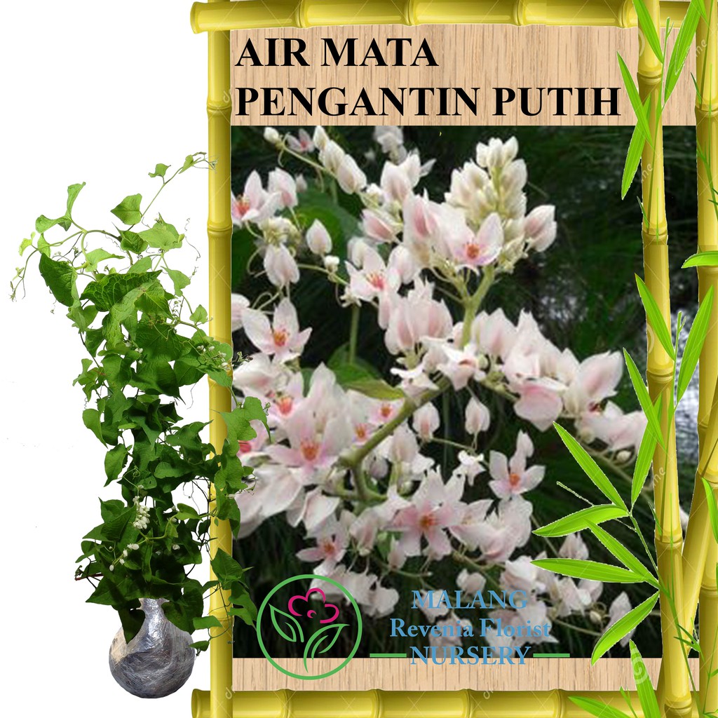 Jual Tanaman Bunga Air Mata Pengantin Putih (Tinggi 60-80 cm) | Shopee ...