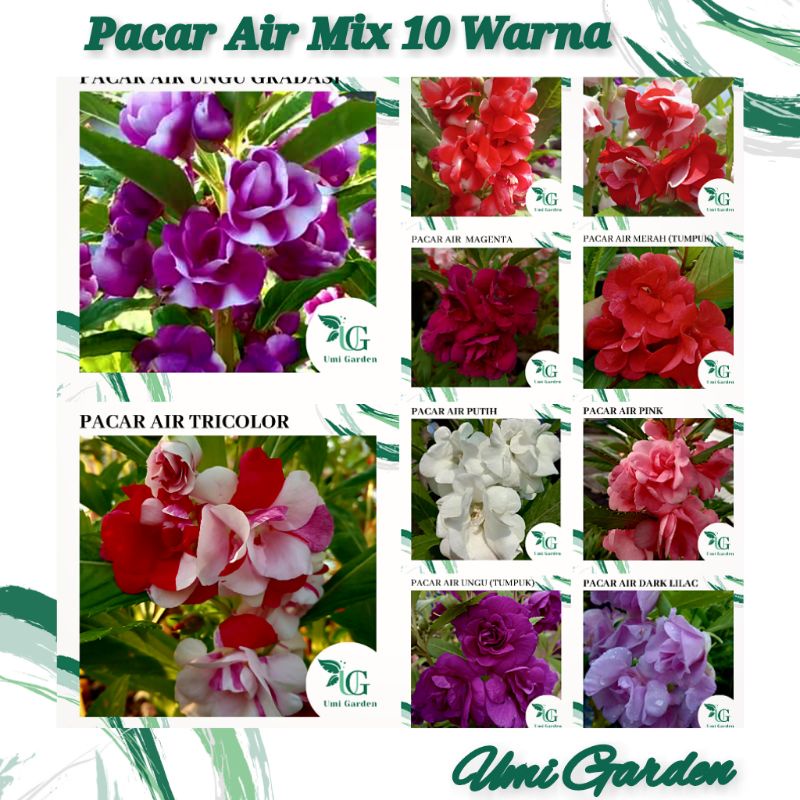 Jual 50 Biji Benih Bunga Pacar Air Tumpuk Mix 10 warna Impatiens Rose ...