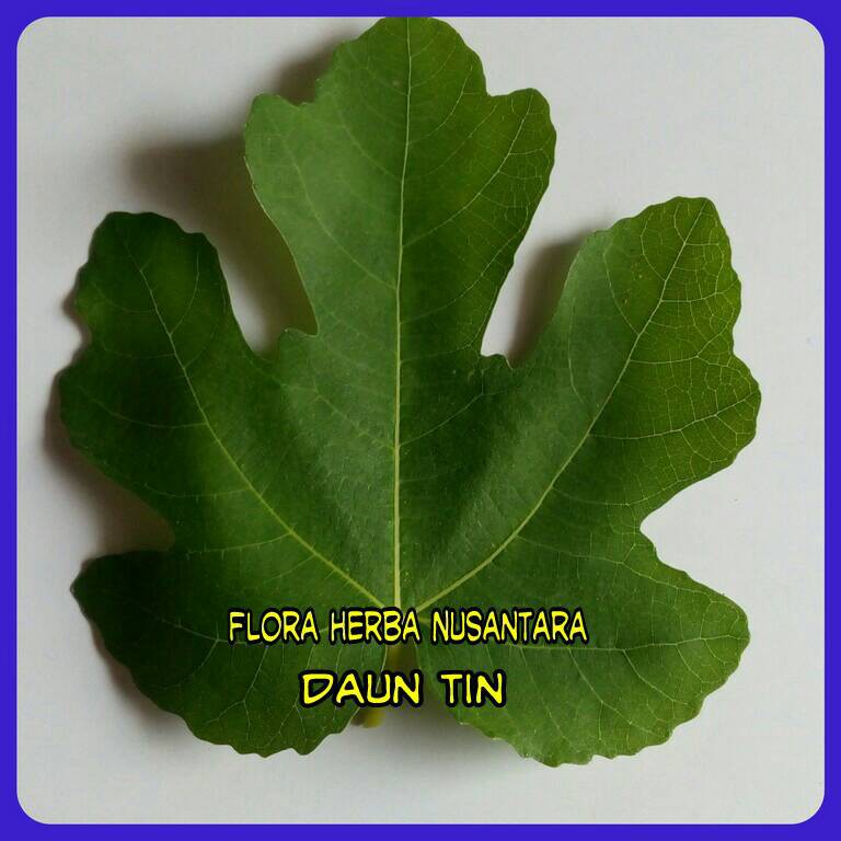 Jual Daun Tin Daun Tien Daun Buah Tin ( Per Helai ) Keren | Shopee ...