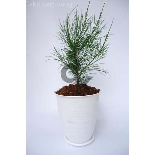 Jual Cemara udang (Casuarina Equisetifolia) BERGARANSI - Tanaman Bunga ...