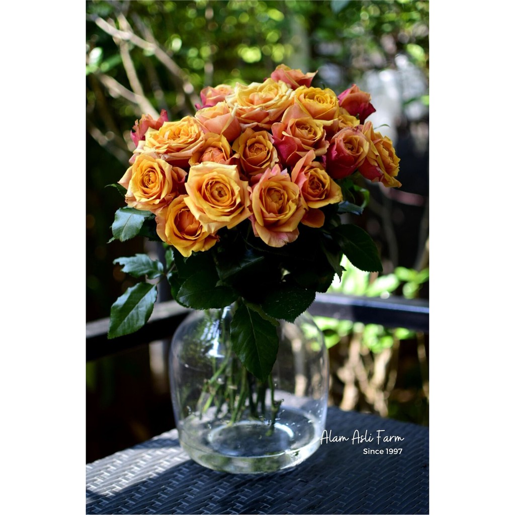 Jual Fresh Cherry Brandy Roses 20 Stems, Bunga Mawar Cherry 20 Tangkai ...