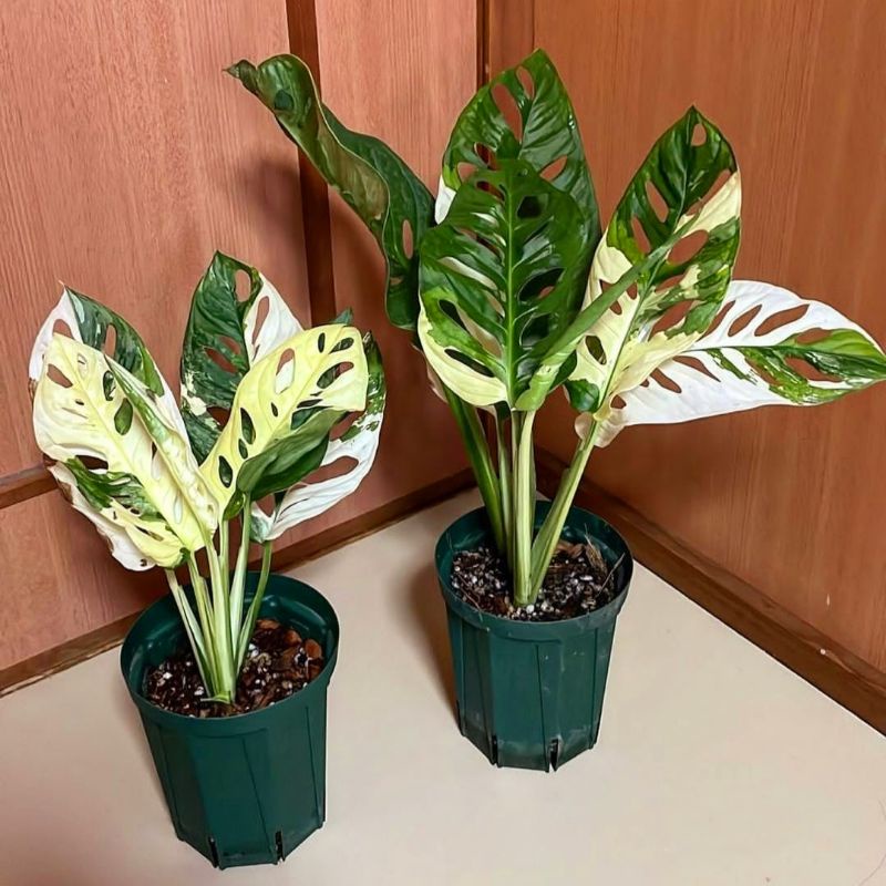 Jual Tanaman hias janda bolong varigata / janbol monstera varigata ...