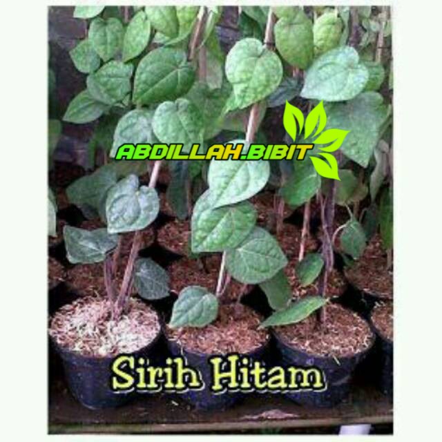 Jual Tanaman Sirih Hitam | Shopee Indonesia