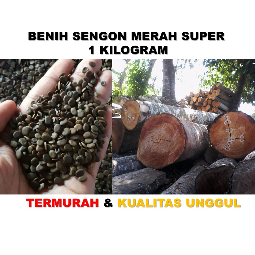 Jual Benih Sengon Merah 1 Kilogram kualitas super | Shopee Indonesia