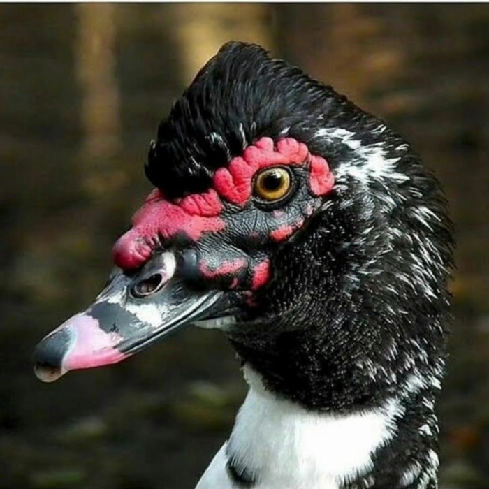 Jual Telur Bebek Entok Dragon Hitam Untuk Ditetaskan Fertil | Shopee ...