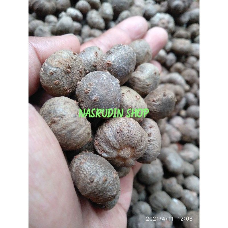 Jual BIBIT PORANG / BIBIT KATAK PORANG ASLI DORMAN / BULBIL PORANG ...