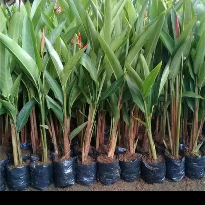 Jual TERMURAH!! TANAMAN HIAS HELICONIA BUNGA MERAH - PISANG HELICONIA ...