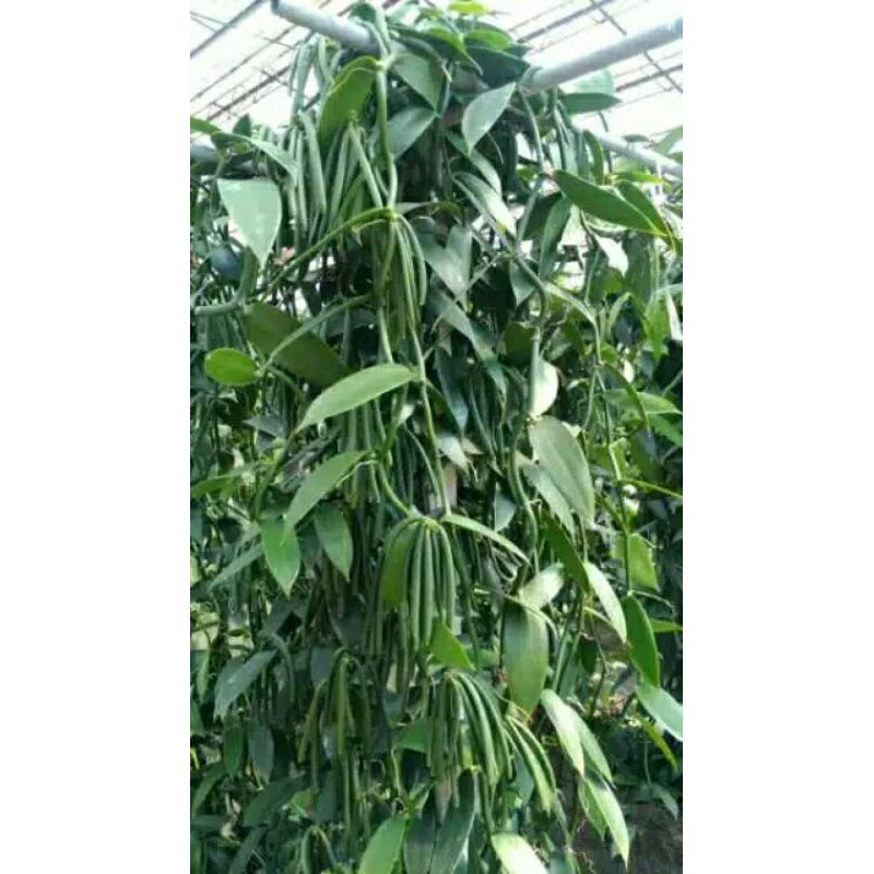 Jual BIBIT VANILI PANILI UNGGUL 2- 3 RUAS SIAP TANAM | Shopee Indonesia