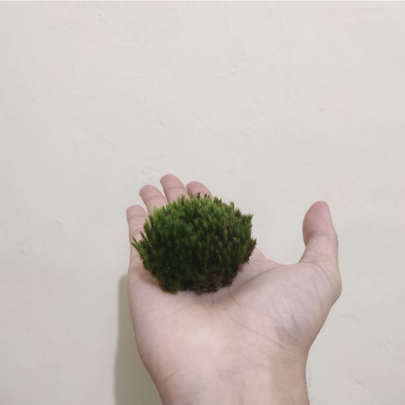 Jual [Extra] Forest Moss | Lumut Hutan Hidup (1 Cup) | Bahan Terrarium ...