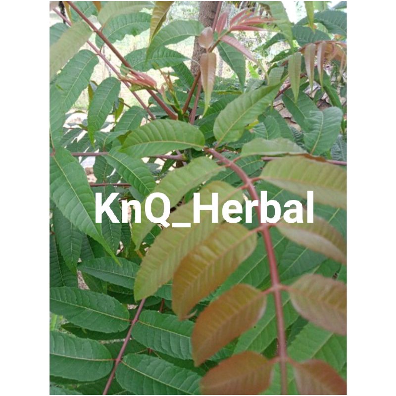 Jual Daun Surian Asli Daun Suren Segar 1kg Organik | Shopee Indonesia