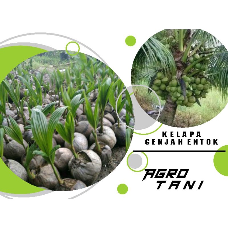Jual bibit kelapa genjah entok | Shopee Indonesia