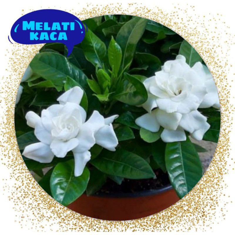 Jual TANAMAN HIAS GARDENIA JASMINOIDES/bibit tanaman hias/tanaman hias ...