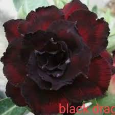 Jual adenium kamboja black dragon | Shopee Indonesia