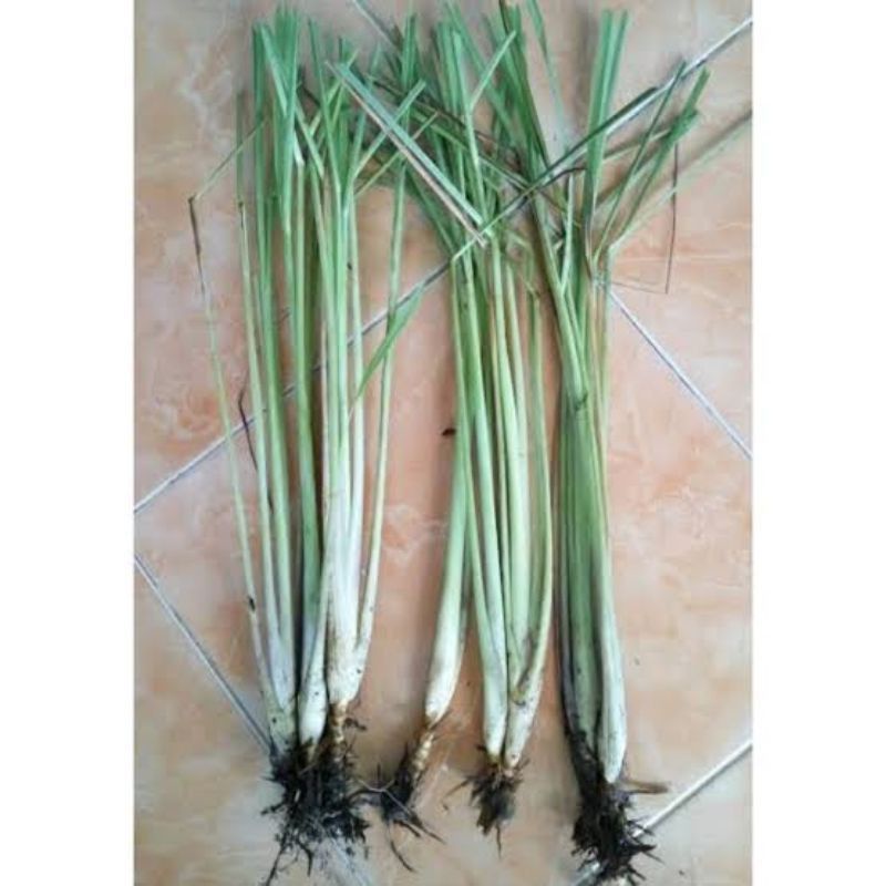 Jual BIBIT SEREH PUTIH / Bibit serih putih | Shopee Indonesia