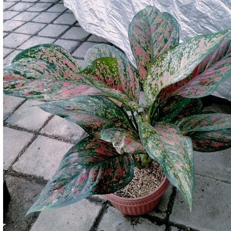 Jual Aglonema Lokal Ruby Venus Jumbo | Shopee Indonesia