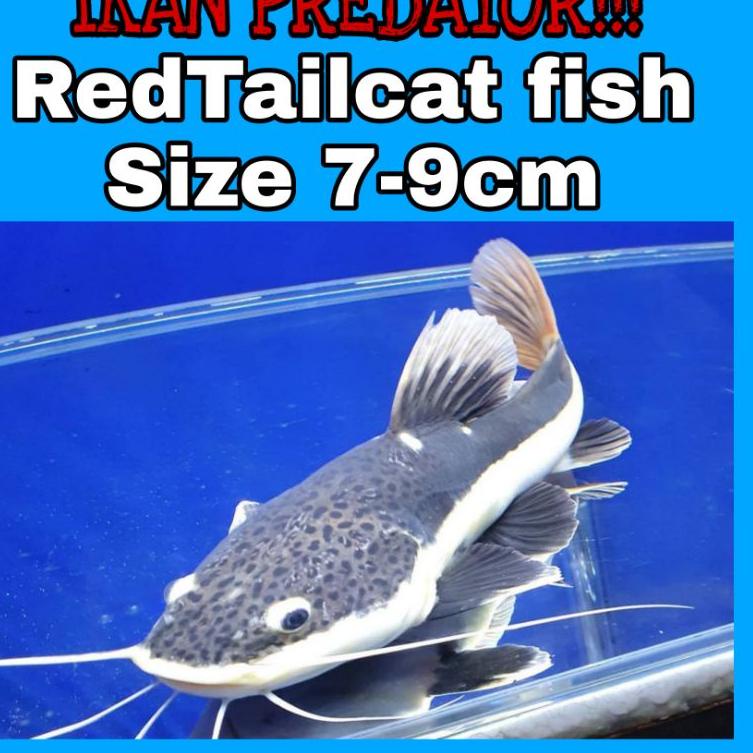 Jual [PRODUK J0WHD] Ikan RTC (Red tail catfish) Size 7-9cm 8AY | Shopee ...