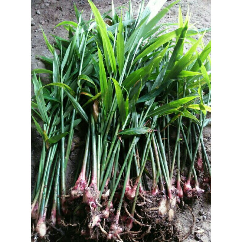 Jual Bibit jahe merah super (10 batang) | Shopee Indonesia