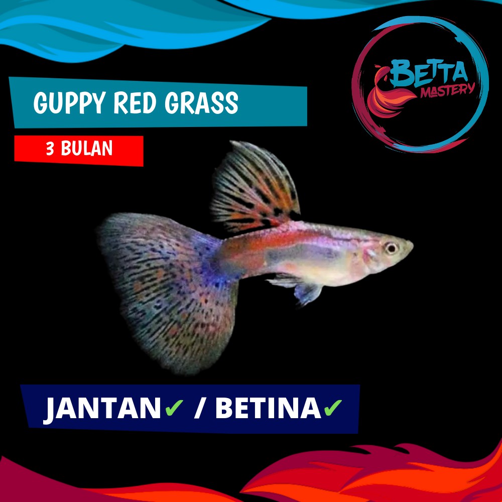 Jual Ikan Guppy Red Grass Hiasan Akuarium Air Tawar Cantik / Aquascape Fish | Shopee Indonesia