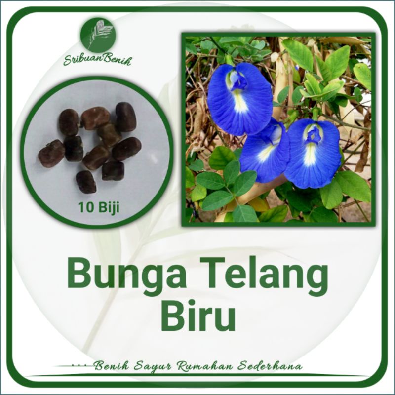 Jual 10 Biji Benih Bunga Telang Biru | Shopee Indonesia