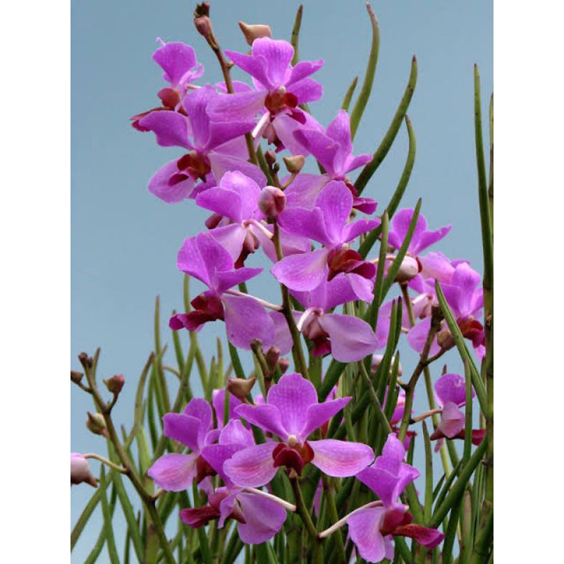 Jual anggrek vanda douglas | Shopee Indonesia